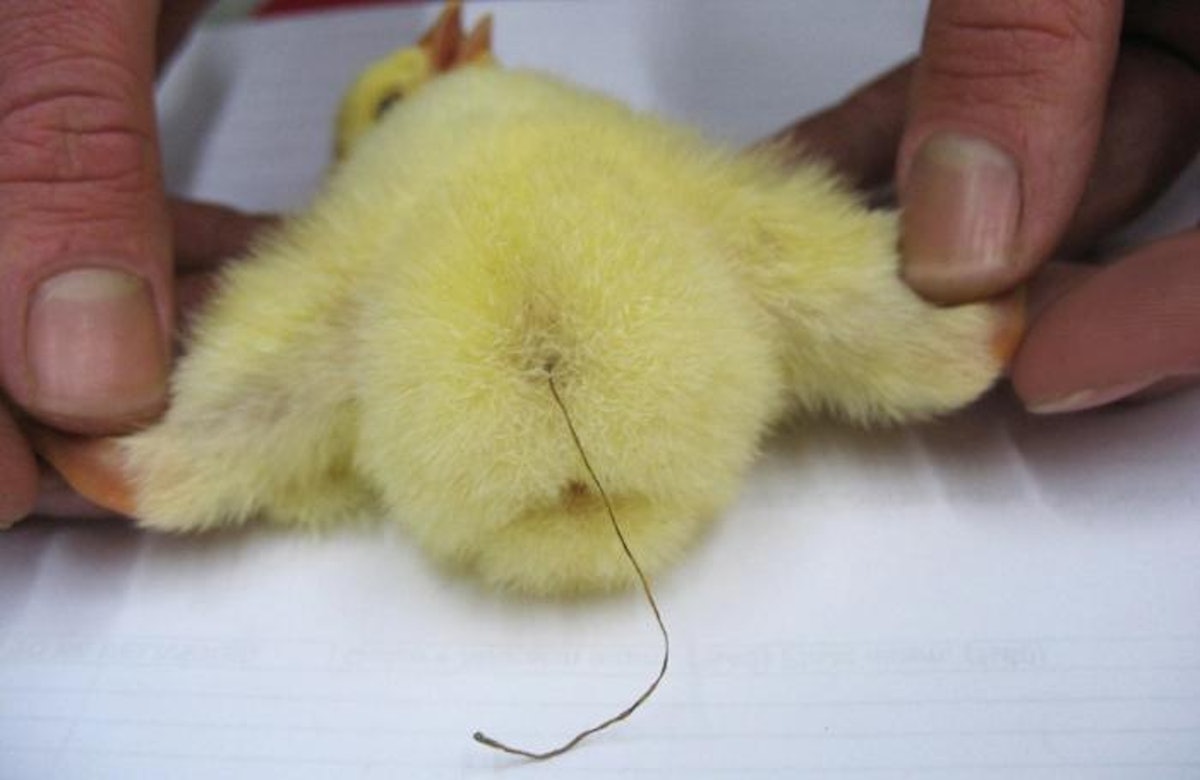 Calidad de los ombligos en los pollitos recién nacidos | WATTAgNet ...