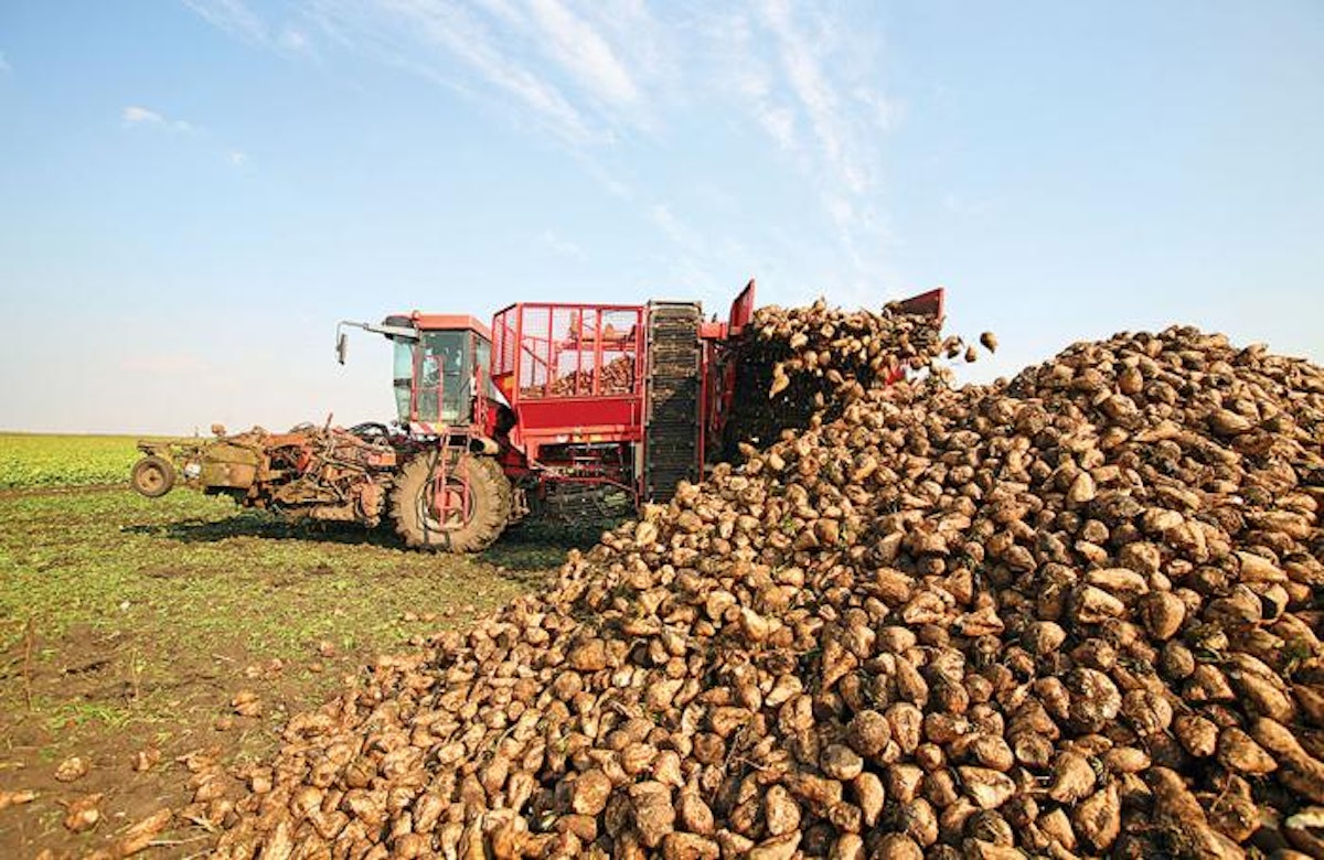 Why sugar beet pulp is an undervalued livestock feed | WATTAgNet ...