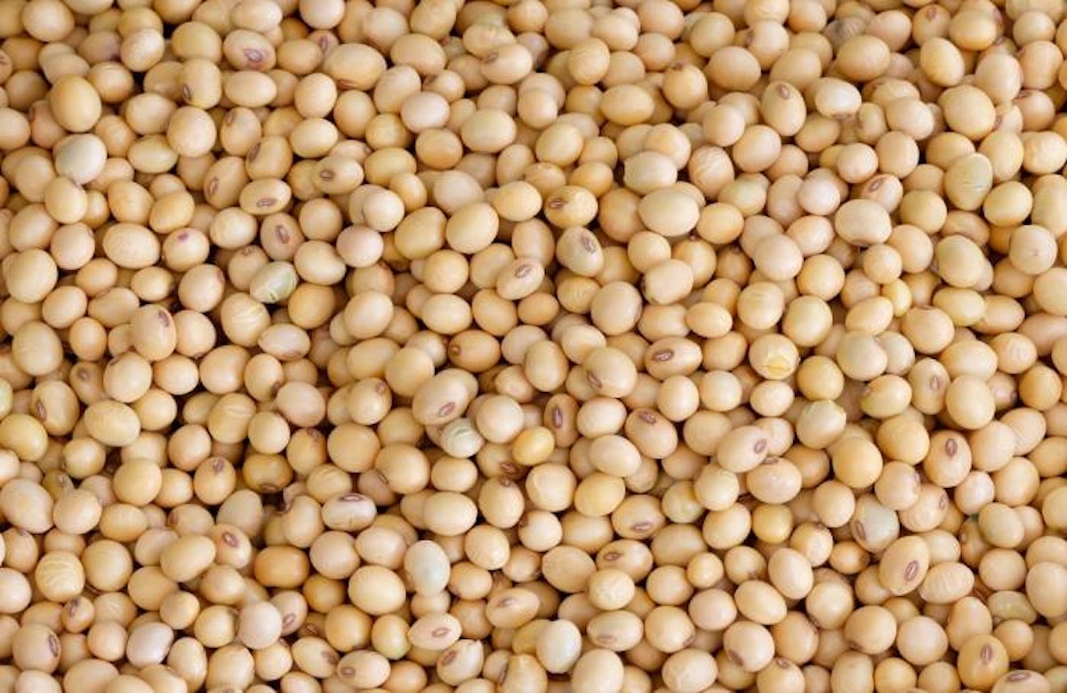 ADM, Cargill launch soybean joint venture in Egypt | WATTAgNet ...
