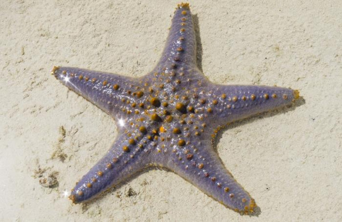 Starfish on the menu for Danish poultry? | WATTAgNet | WATTPoultry.com