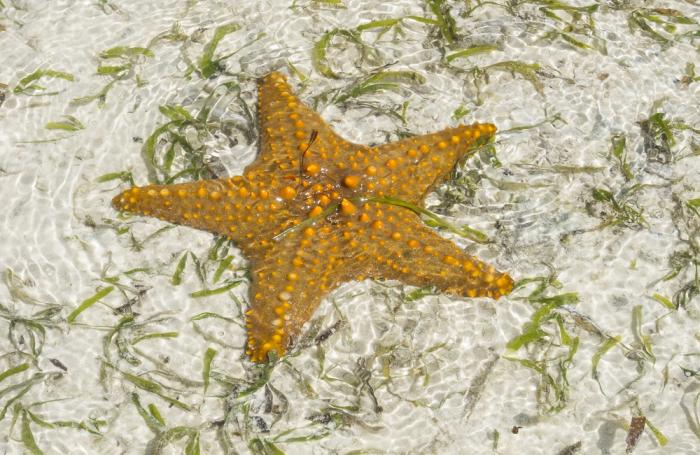 Starfish approved for use in pig, poultry feeds in EU | WATTAgNet ...