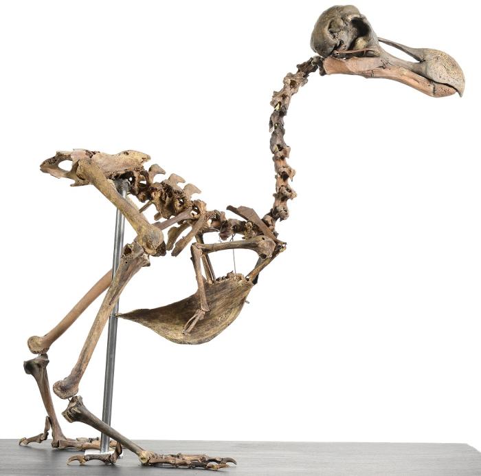 Could the dodo feed the world? | WATTAgNet | WATTPoultry.com