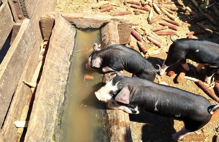 10 practical piglet gruel feeding guidelines | WATTAgNet | WATTPoultry.com