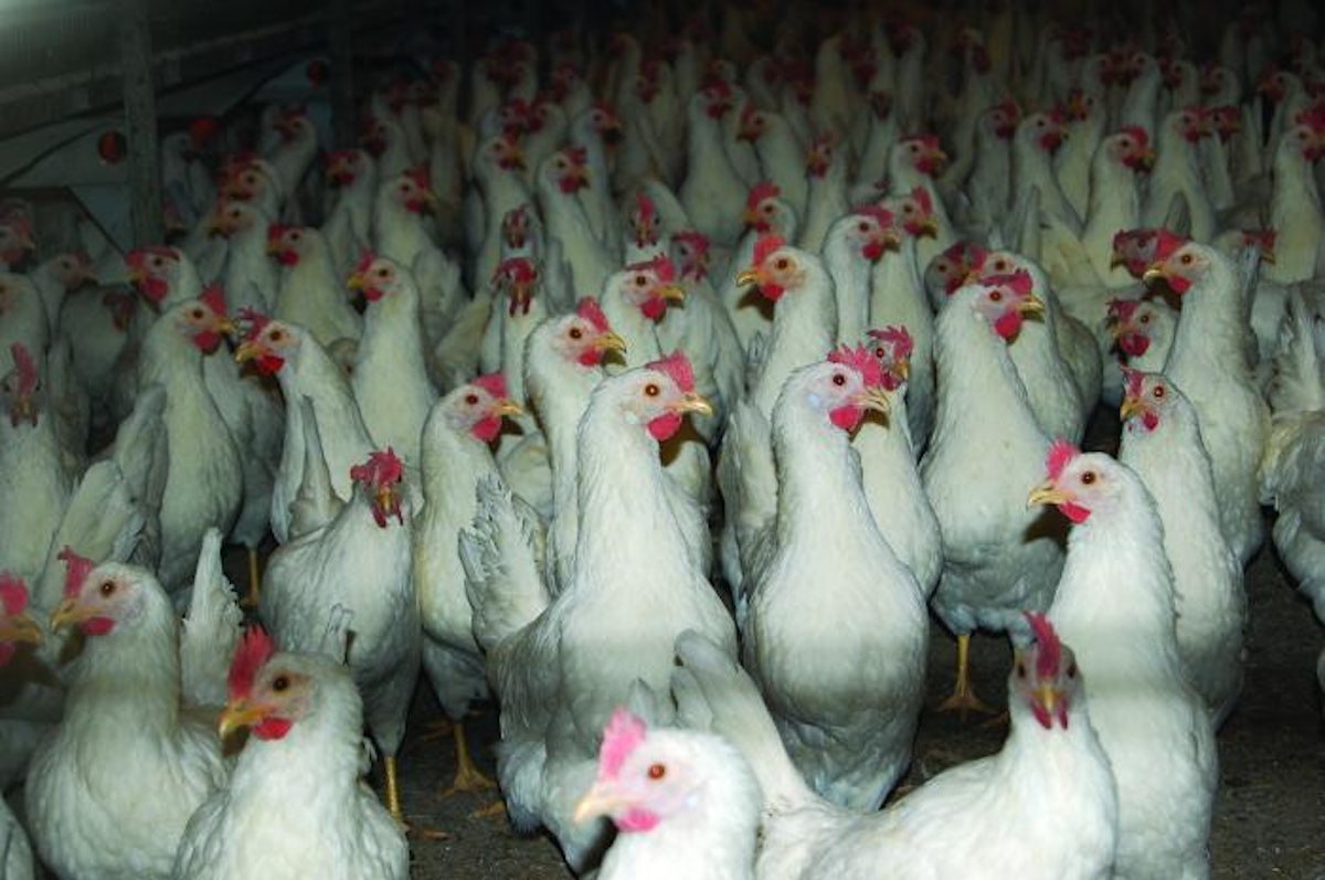 Raising hens with intact beaks to produce cage-free eggs | WATTAgNet ...