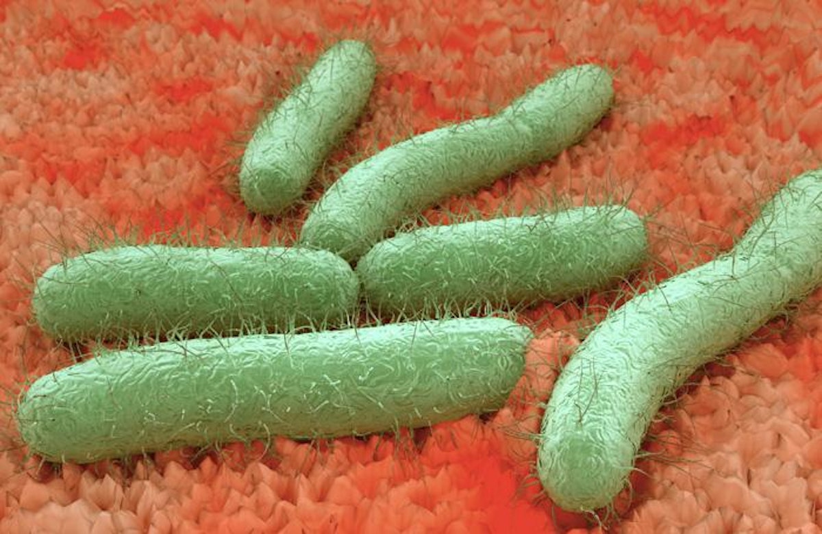 Antibiotic-resistant bacterial DNA found on US pig farm | WATTAgNet ...