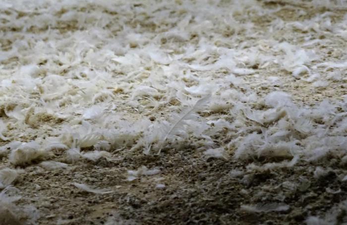 Las plumas de pollo sirven para producir papel y tela | WATTAgNet ...