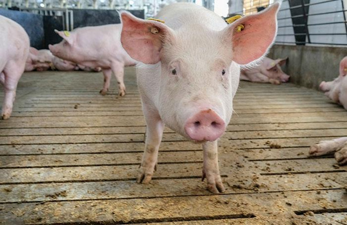 How to train gilts for electronic sow feeding systems | WATTAgNet ...