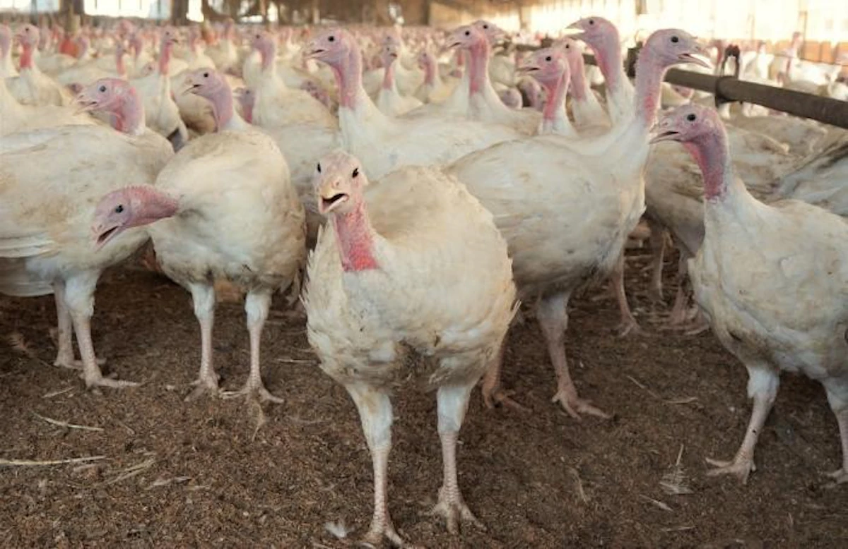 Avian flu strikes another Minnesota turkey flock | WATTPoultry.com