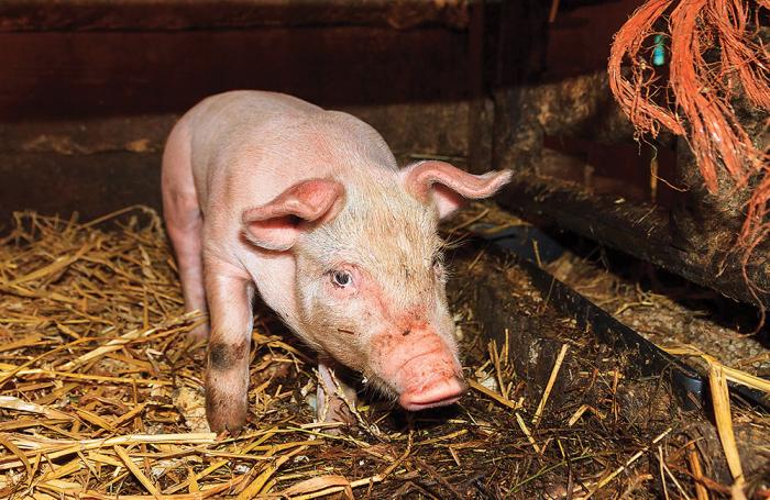 6 major piglet diarrhea causes and their management | WATTAgNet ...