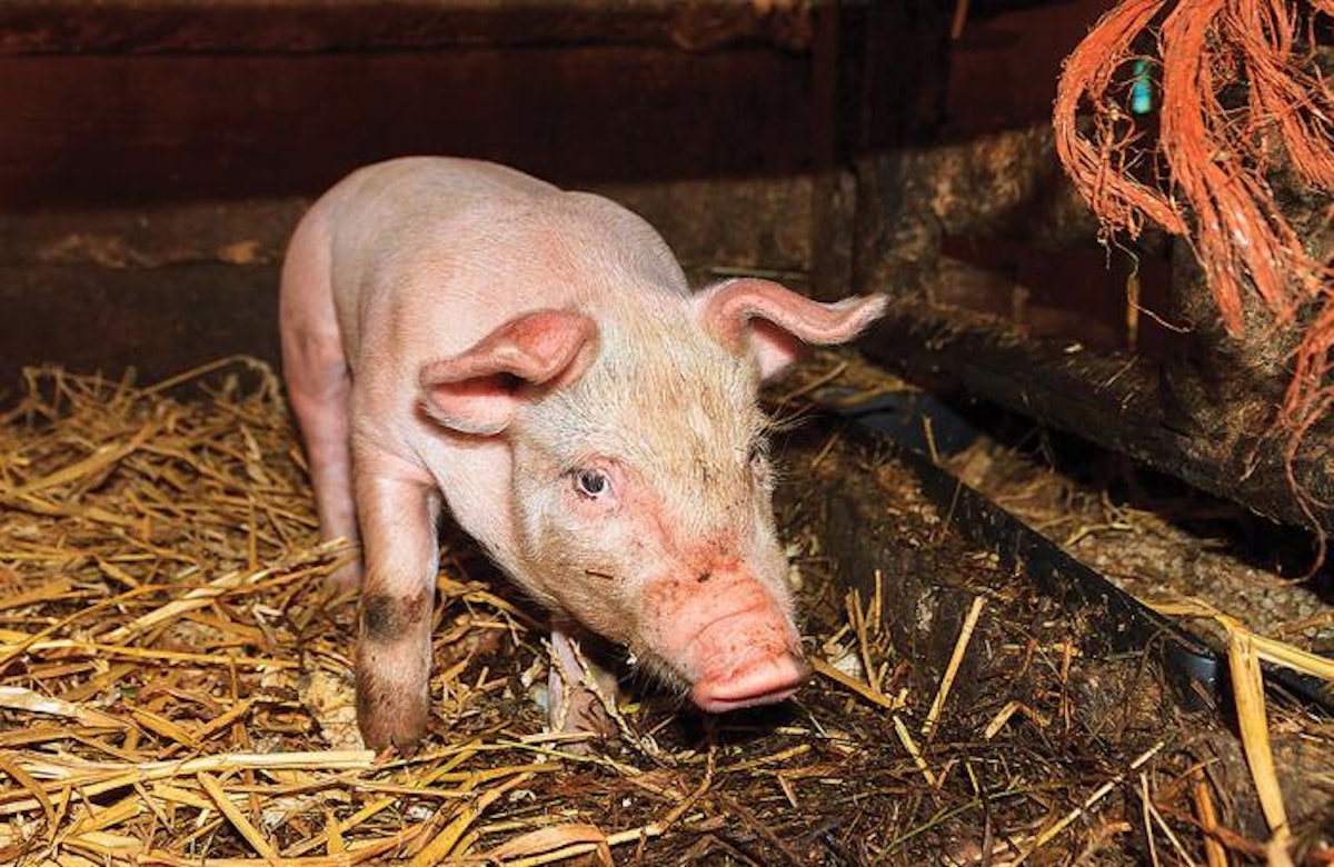 6 major piglet diarrhea causes and their management | WATTAgNet ...