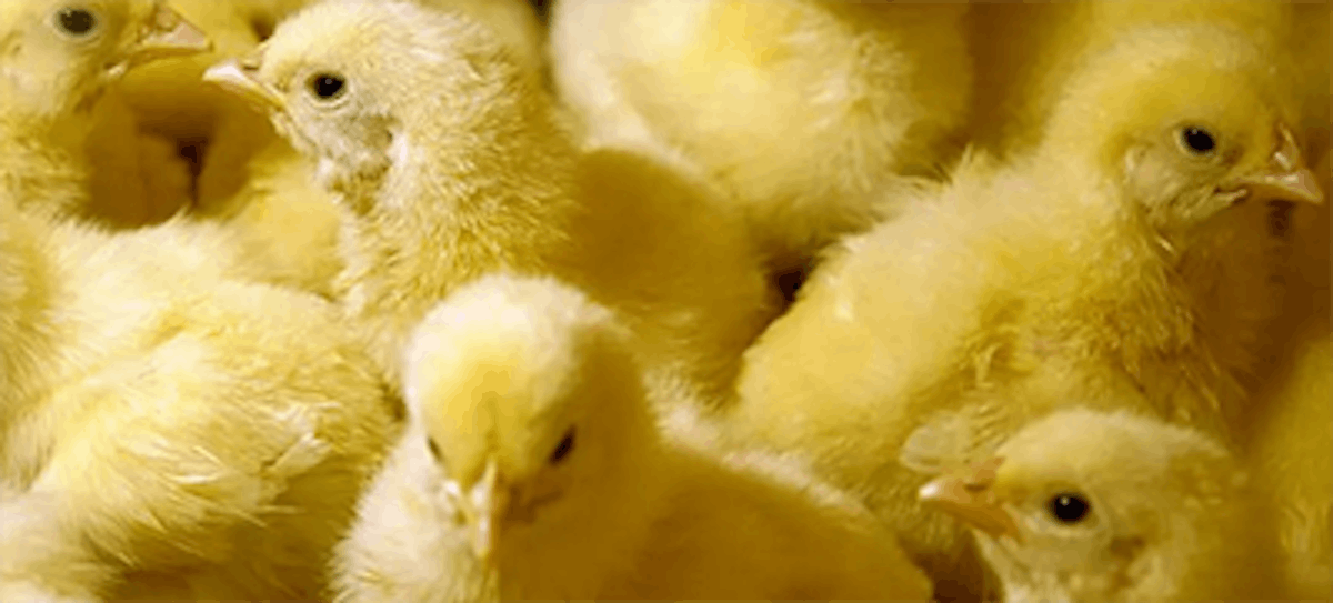 Chr. Hansen GalliPro Hatch probiotic From: Novonesis | WATTPoultry.com