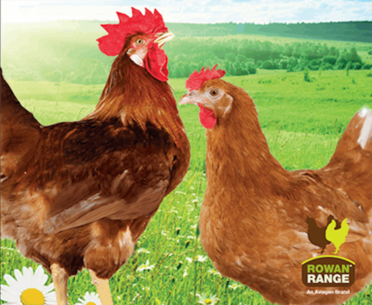 Aviagen Rowan Range birds From: Aviagen | WATTPoultry.com