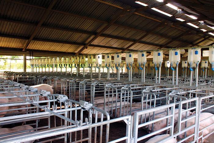 How to adapt European pig farm technology in Latin America | WATTAgNet ...