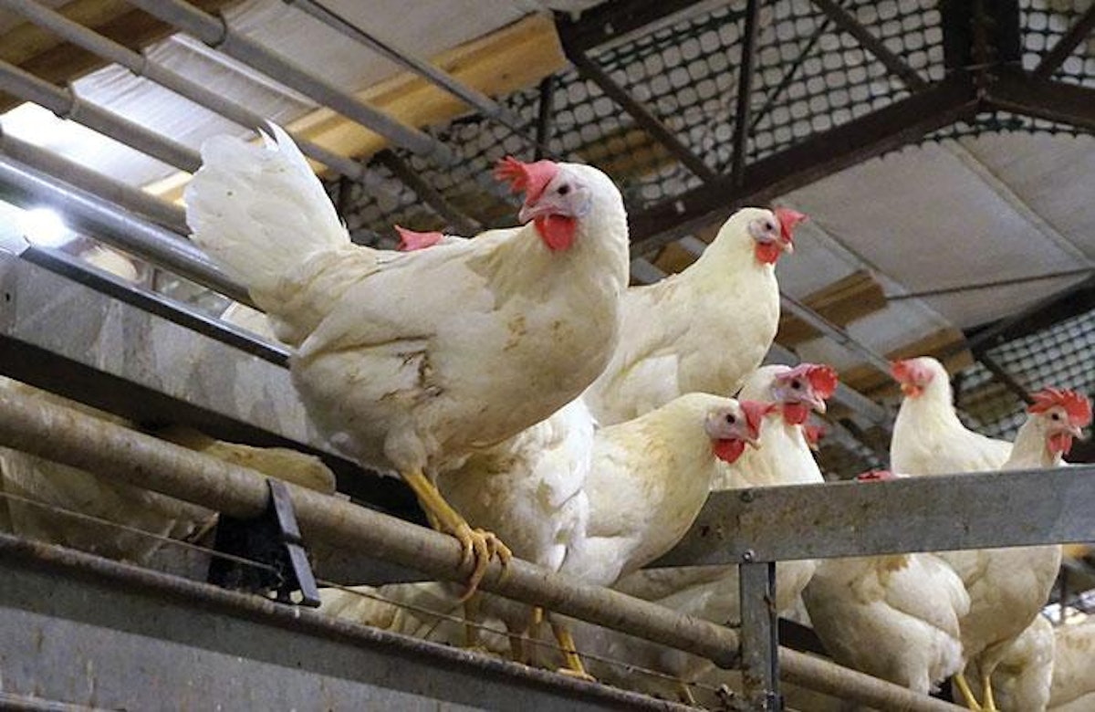 US egg producers predict not all hens cage-free by 2025 | WATTAgNet ...