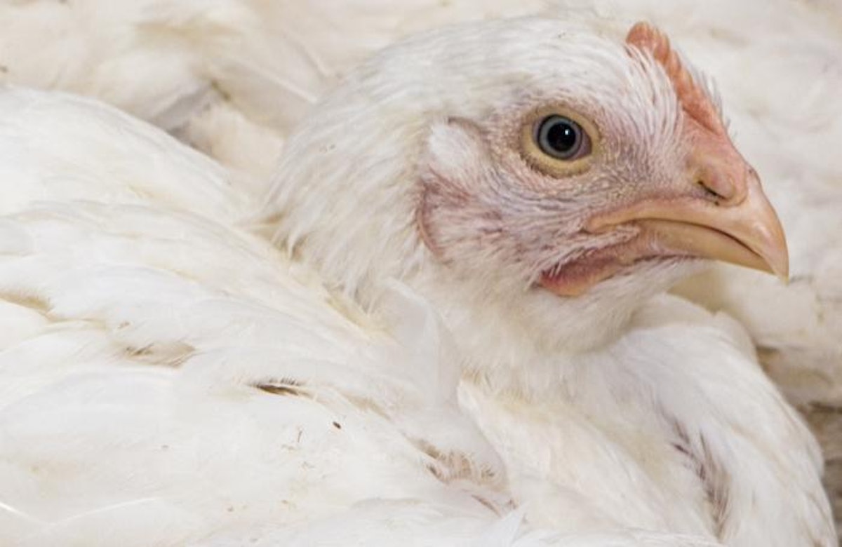 Avian flu detected in Georgia breeder flock | WATTAgNet | WATTPoultry.com