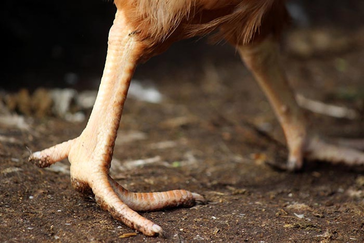 Poultry foot-pad dermatitis: An updated review | WATTAgNet ...