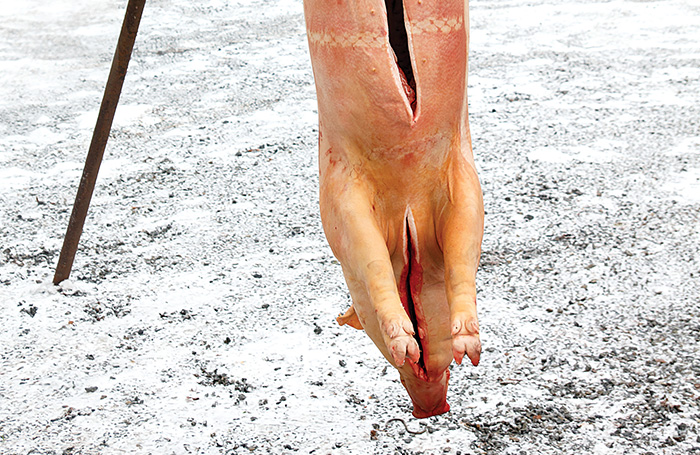 Optimum fasting times for pigs before slaughter | WATTAgNet ...