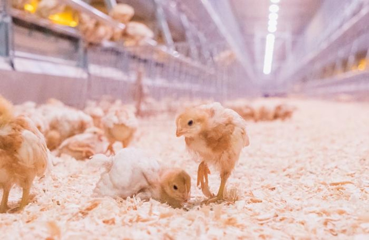 Pullet rearing is key to cage-free flock success | WATTAgNet ...