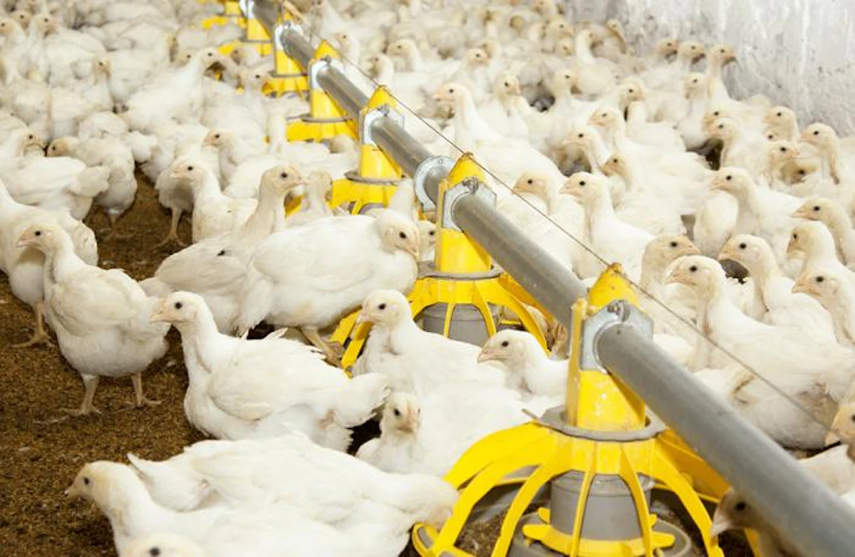 Download data on top 30 US broiler producers 2008-2018 | WATTAgNet ...