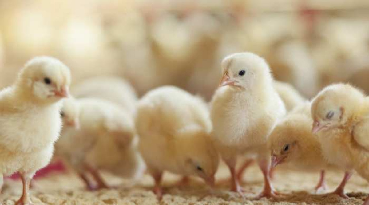 Poultry probiotic offers solution to industry challenges | WATTAgNet ...