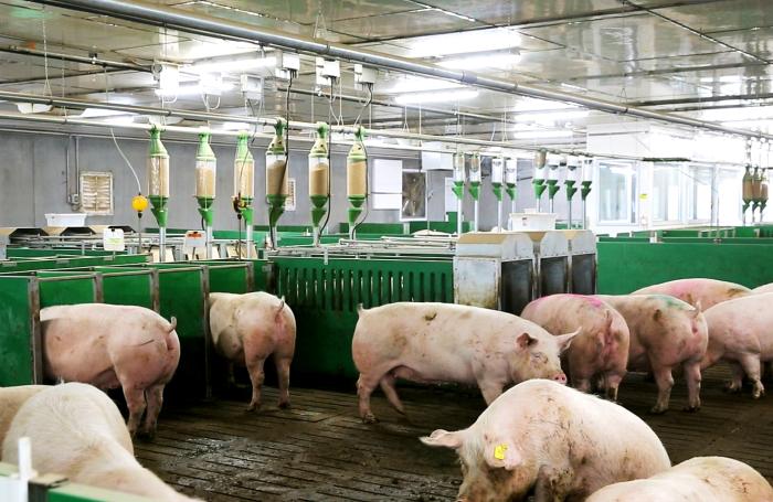 How to minimize sow stress, aggression in group housing | WATTAgNet ...