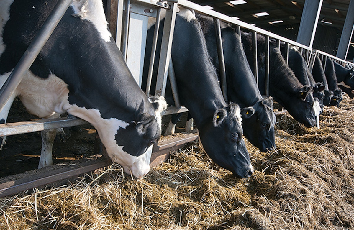 Forage analysis crucial to accurate ruminant rations | WATTAgNet ...