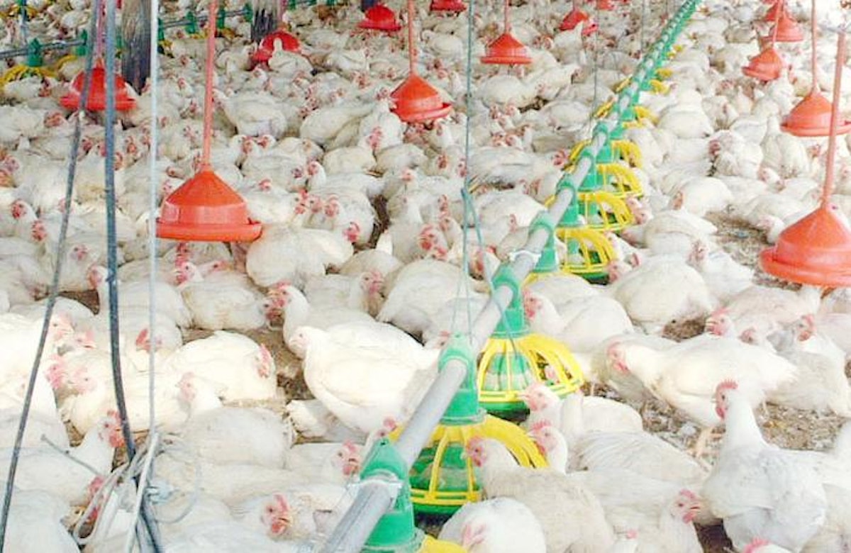 Happy 2020: Another 14% growth in poultry industry by 2030? | WATTAgNet ...