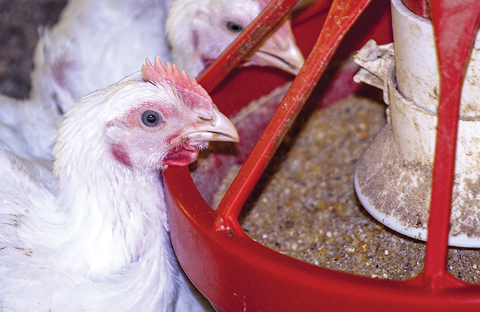 How to increase broiler feed intake | WATTAgNet | WATTPoultry.com