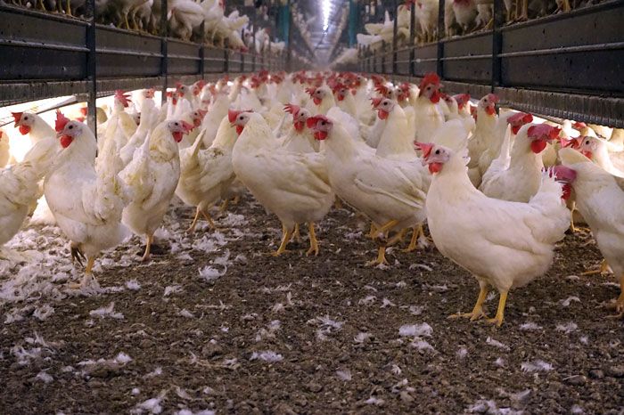 Feeding for success in cage-free egg production | WATTAgNet ...