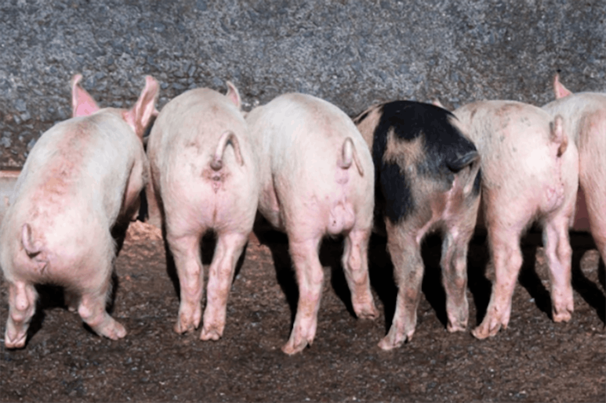 Secrets of successful piglet feeding after weaning | WATTAgNet ...