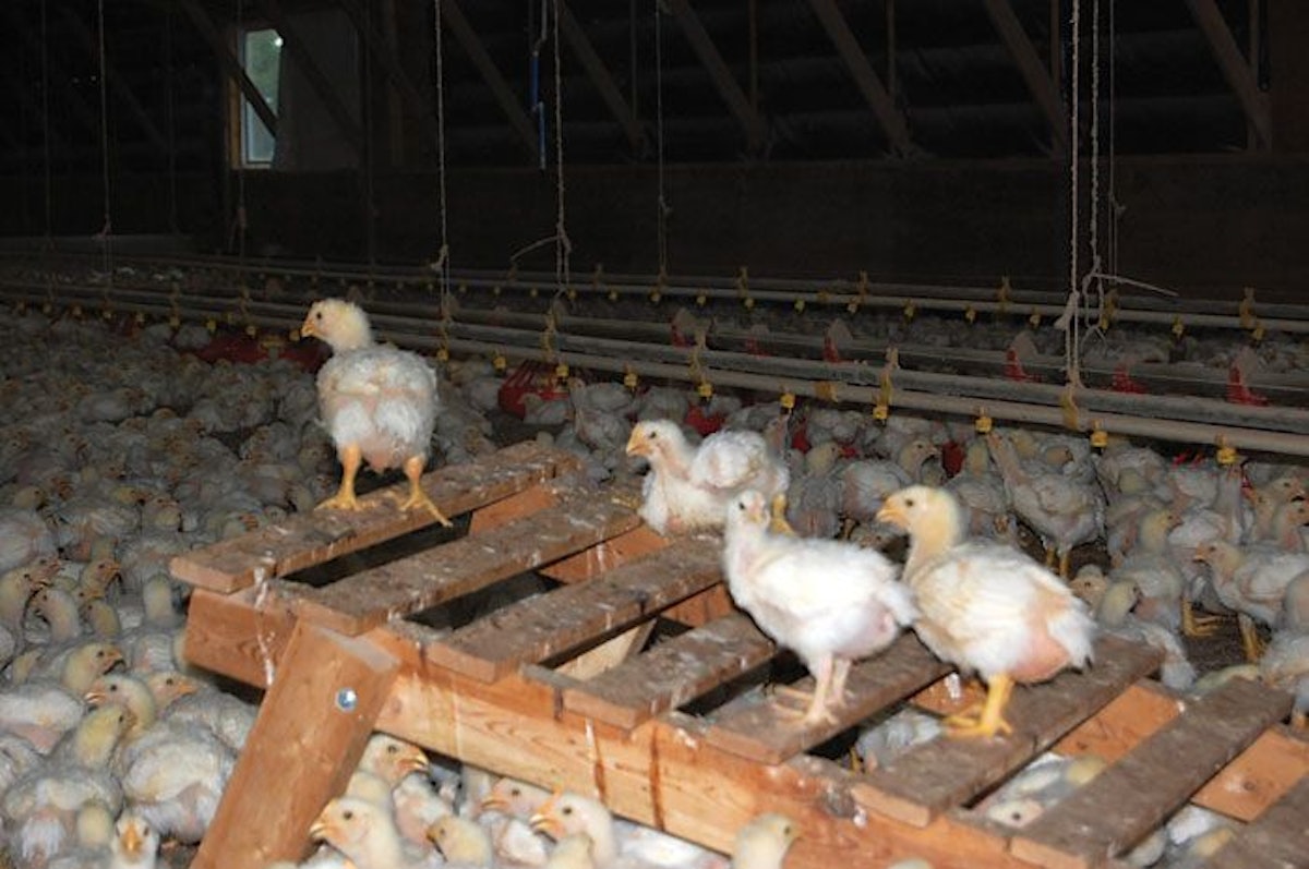 Comparing the welfare of different broiler breeds | WATTAgNet ...
