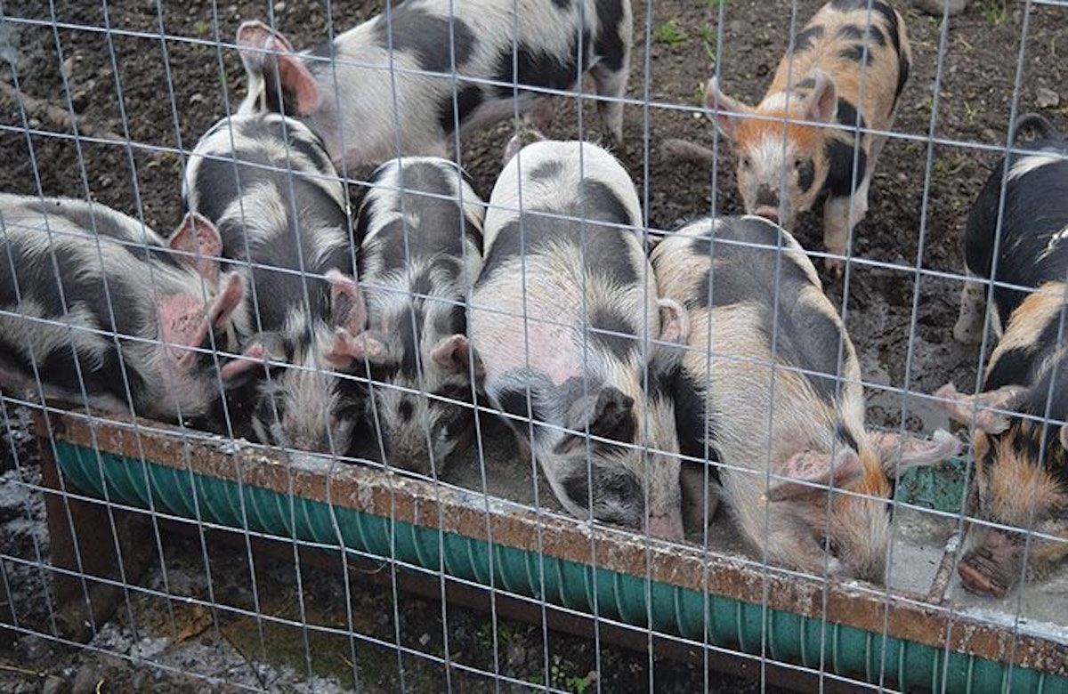 7 ways to increase weaned piglets' feed intake | WATTAgNet ...