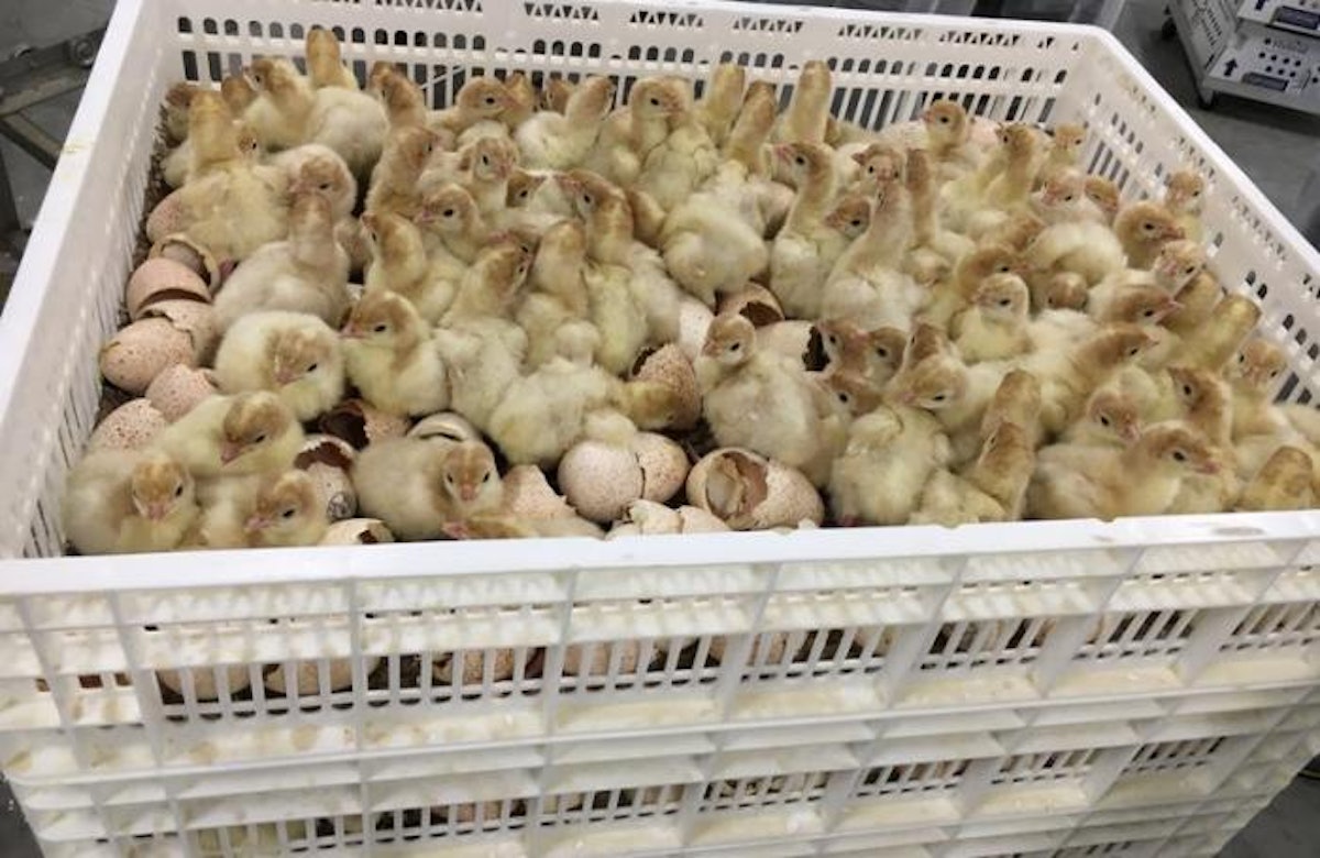 Hendrix Genetics celebrates first hatch at new facility | WATTAgNet ...