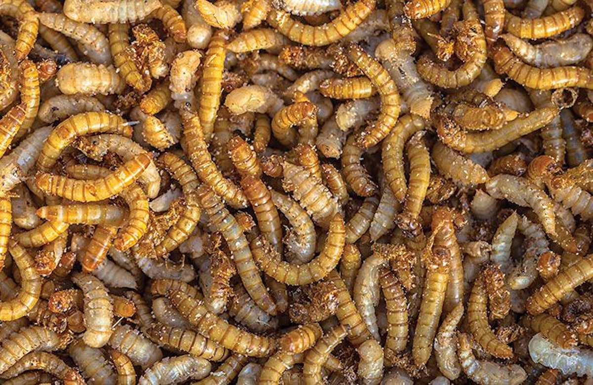 Insect proteins inch toward approval for EU animal feed | WATTAgNet ...