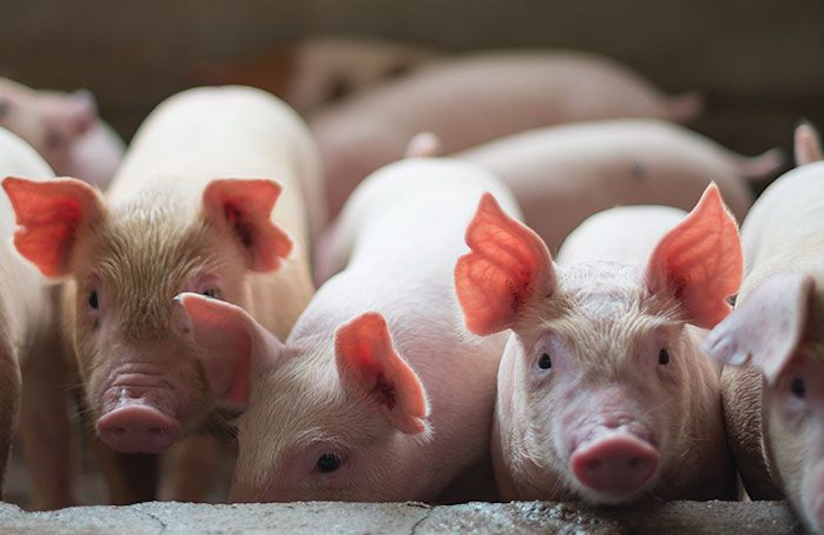 6 basic feed ingredients in antibiotic-free piglet diets | WATTAgNet ...