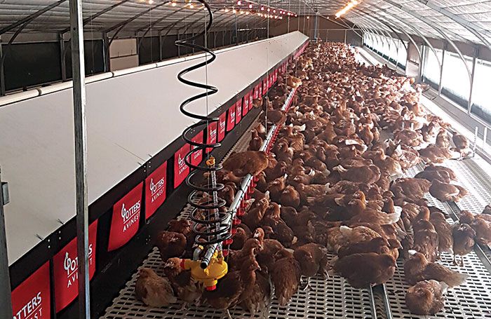 8 considerations for cage-free laying hen nutrition | WATTAgNet ...