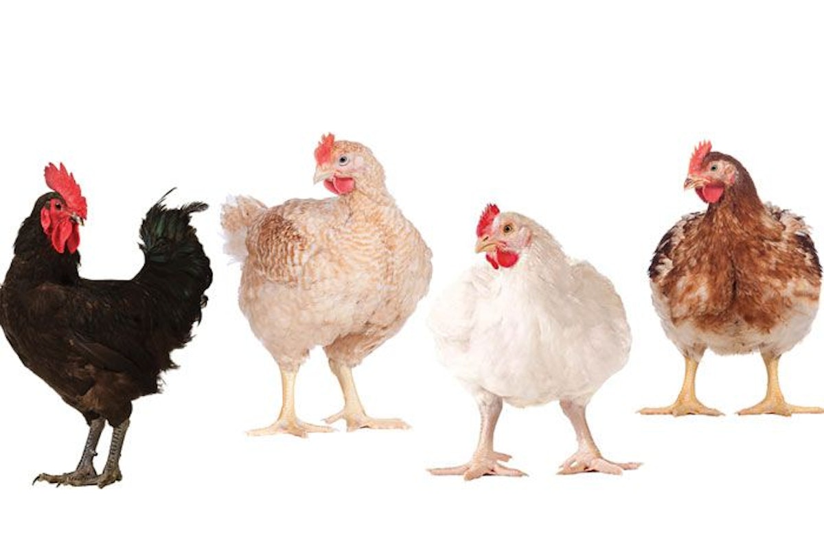 broiler chickens types