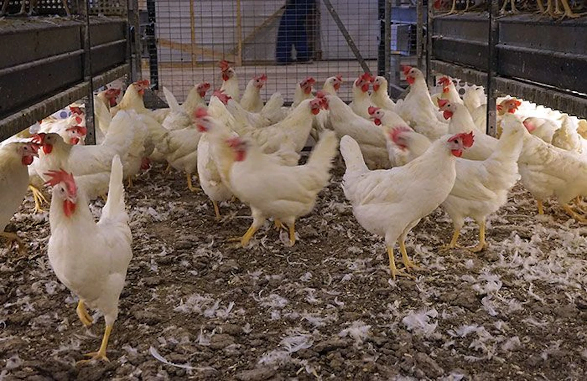 Cage-free egg production requires 3 to 5 times more labor | WATTAgNet ...