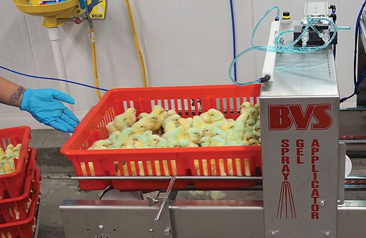 Poultry diseases: gel or spray hatchery vaccinations? | WATTAgNet ...