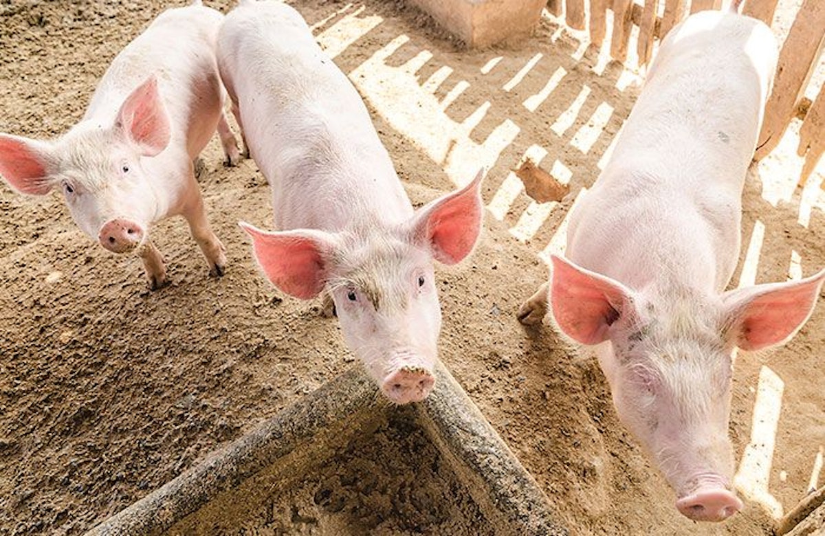 Infographic: African swine fever outbreak timeline | WATTAgNet ...