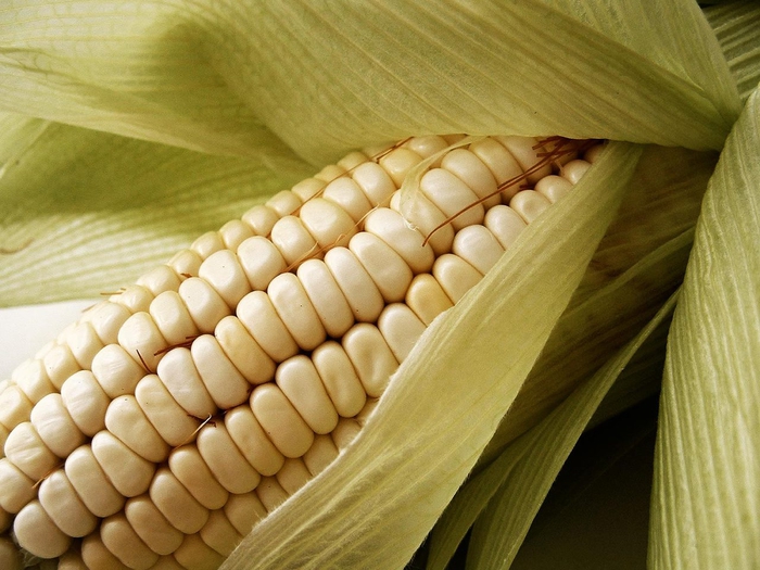 Corn shortage pushes up Kenyan animal feed prices | WATTAgNet ...