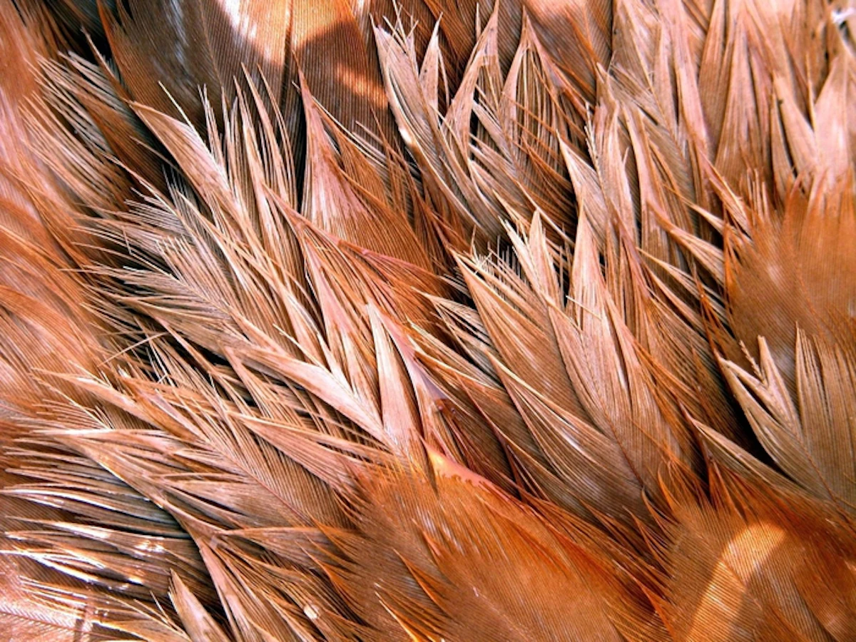 Queratina de las plumas, ¿el plástico del futuro? | WATTAgNet ...