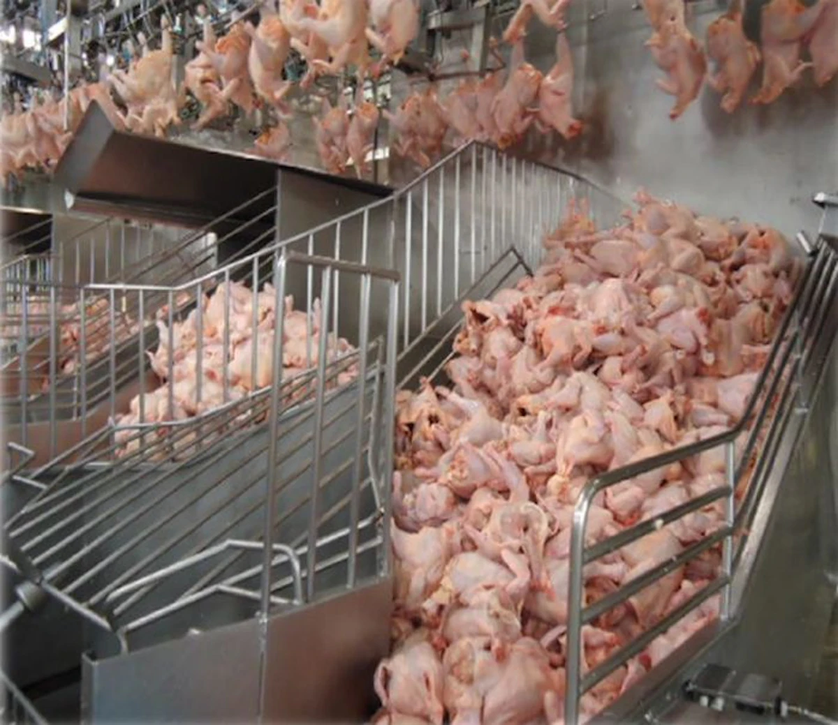 How to maximize manual chicken cut-up, deboning yields | WATTAgNet ...