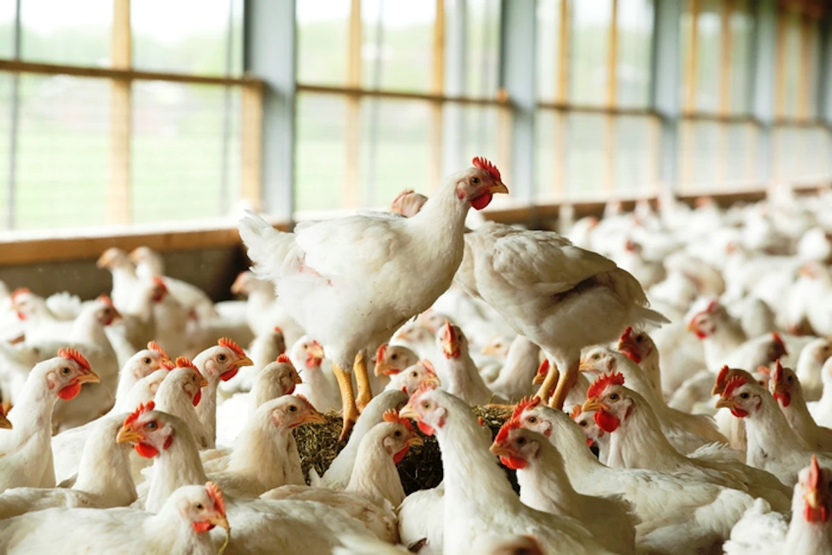 Hubbard breeders finish $25 million R&D expansion project | WATTPoultry.com