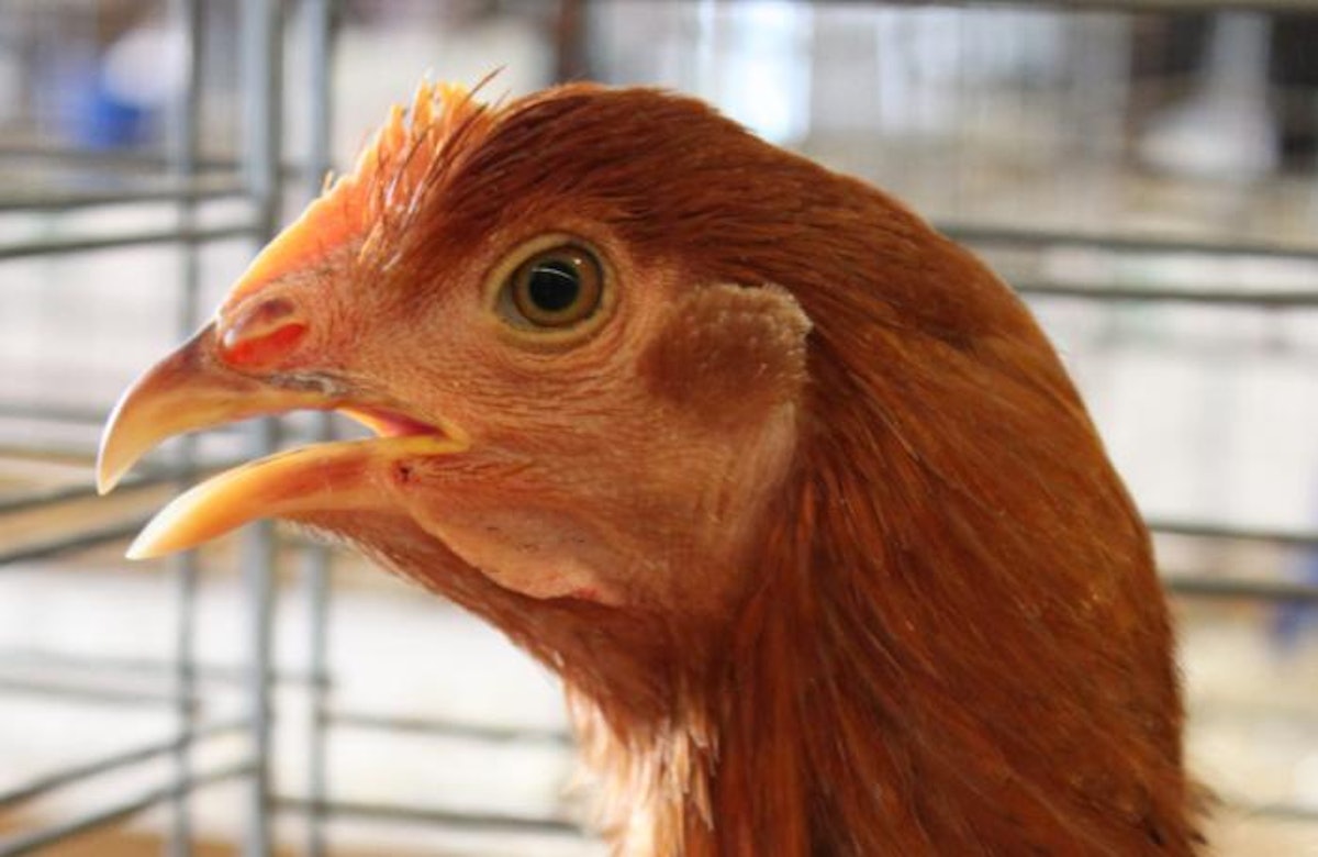 Does your state have an official state chicken? | WATTAgNet ...