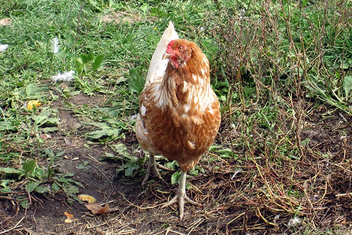 U.K. poultry set free from avian flu housing order | WATTPoultry.com