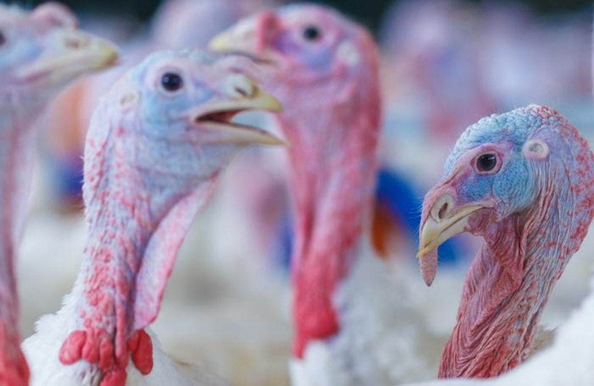 Foster Farms wins bid to acquire former Zacky assets | WATTAgNet ...