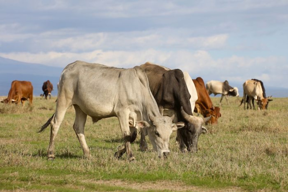 Kenya aims to improve livestock value chain | WATTAgNet | WATTPoultry.com