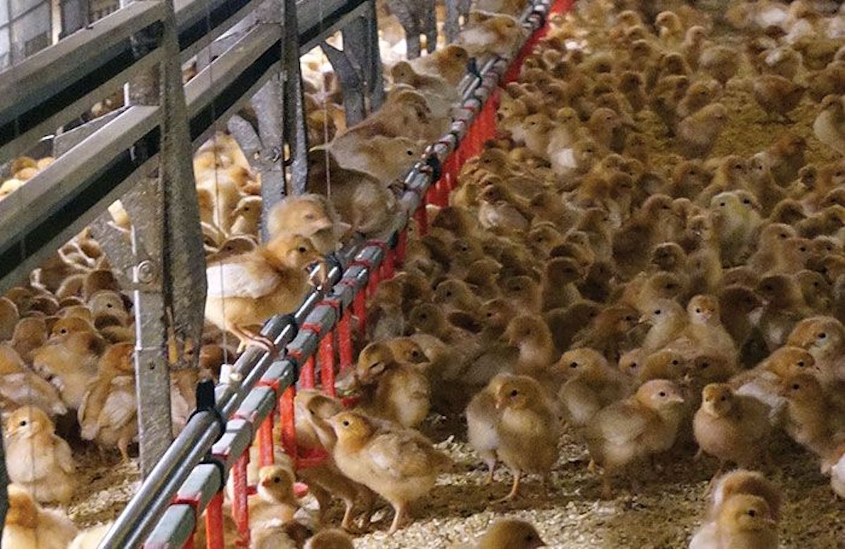 Vaccinations at the hatchery are critical to hen success | WATTPoultry.com