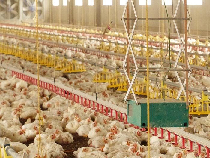 Poultry farming: The robots are coming | WATTAgNet | WATTPoultry.com